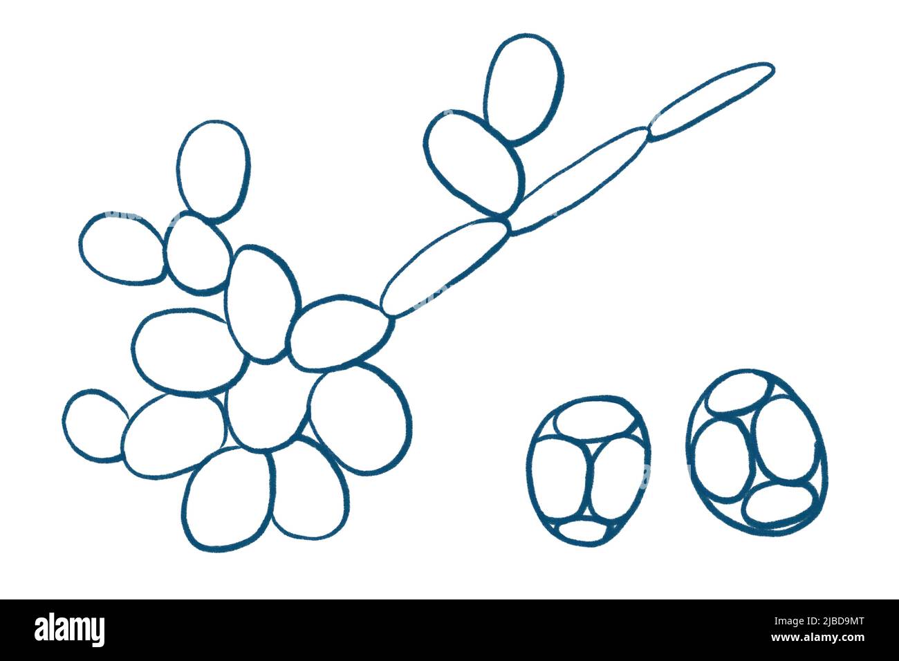 Saccharomyces cerevisiae yeast, illustration Stock Photo - Alamy