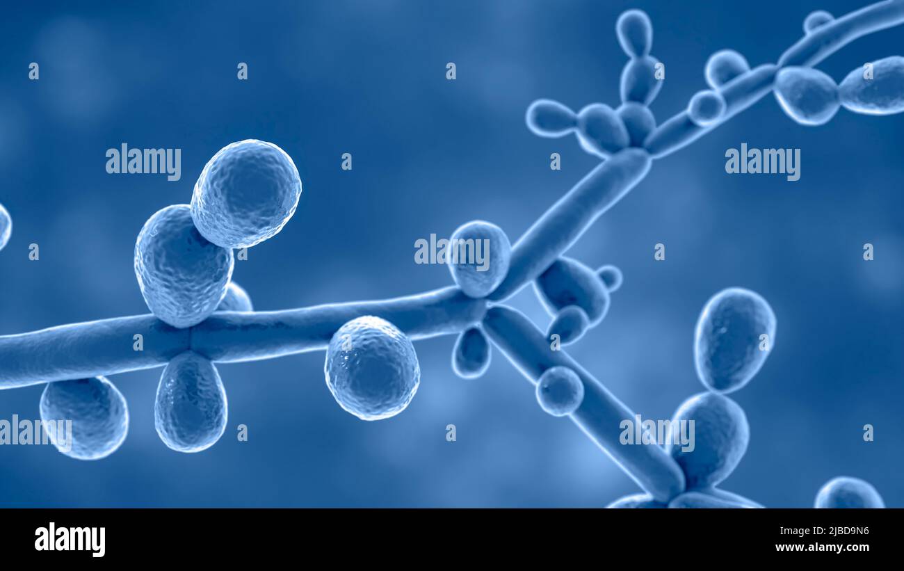 Candida tropicalis yeasts, illustration Stock Photo - Alamy