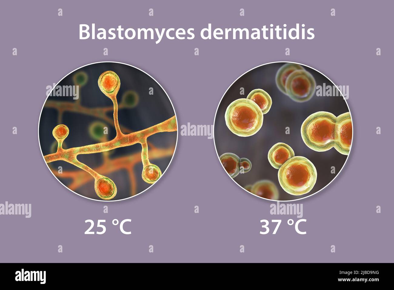 Blastomyces fungus, illustration Stock Photo - Alamy
