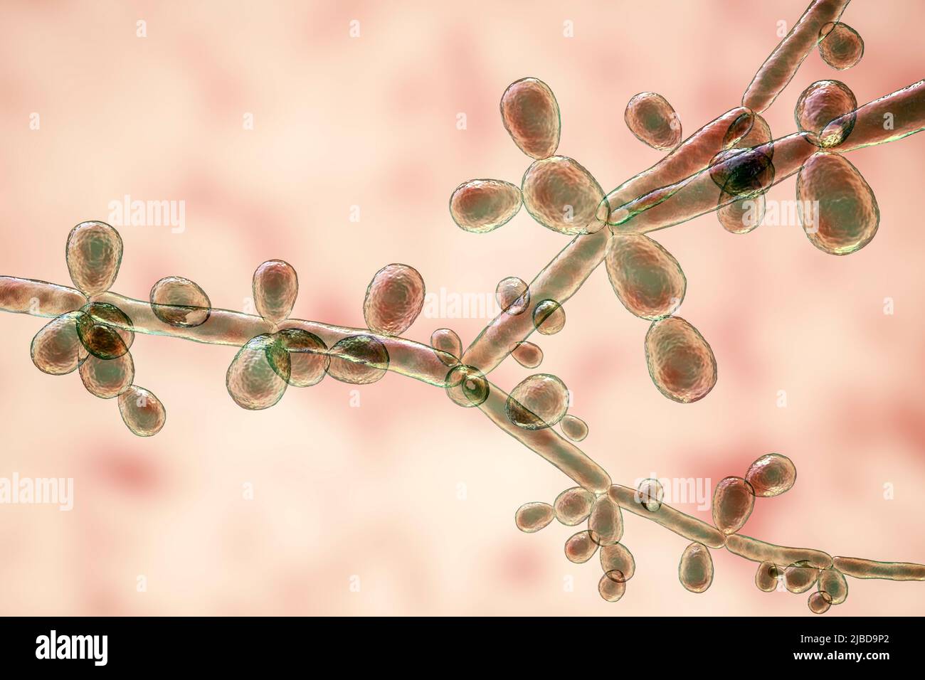 Candida tropicalis yeasts, illustration Stock Photo - Alamy