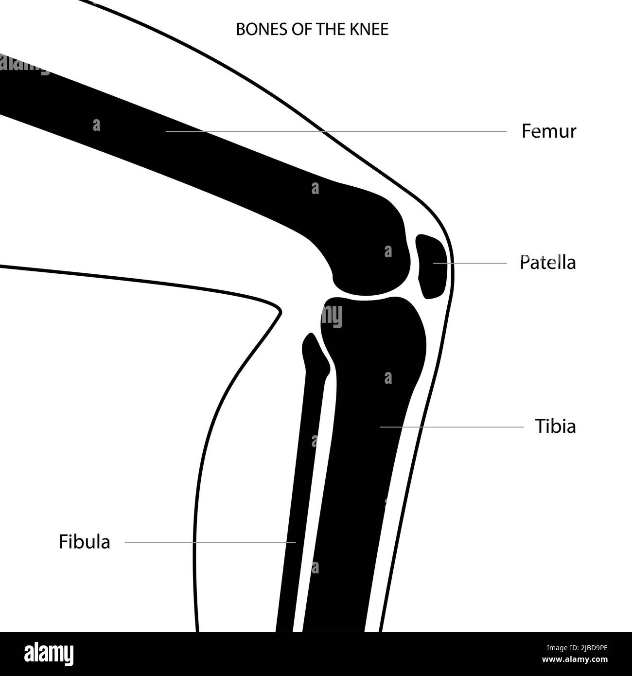 Knee anatomy, illustration Stock Photo - Alamy Knee anatomy, illustration Stock Photo - Alamy