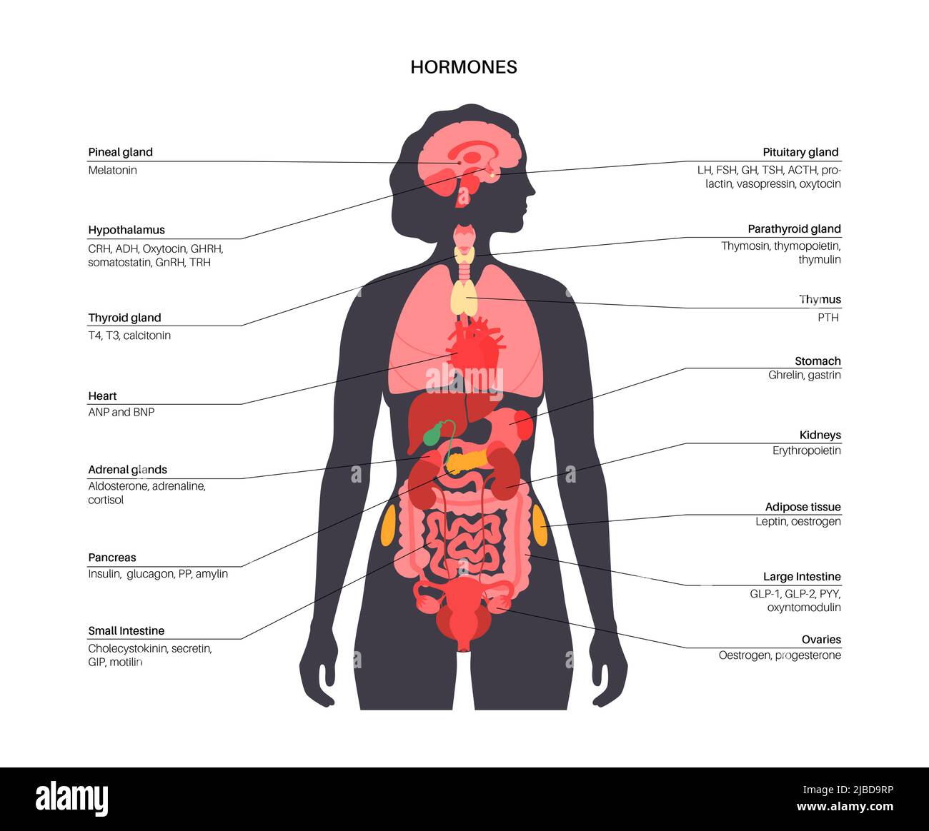 Human hormones, illustration Stock Photo - Alamy
