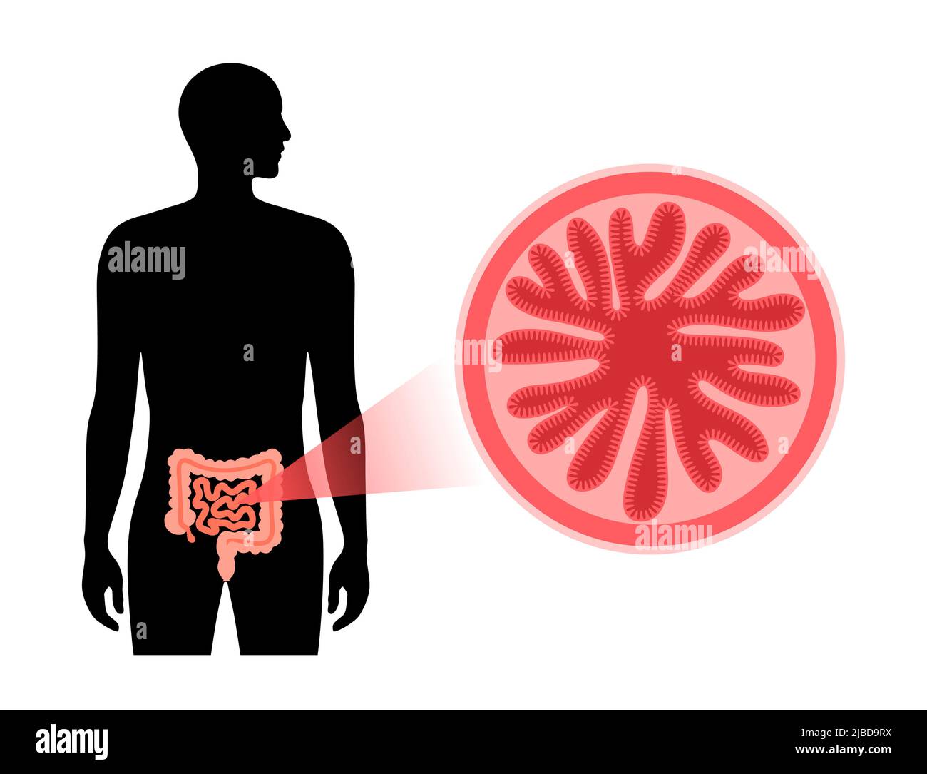 Small intestine anatomy, illustration Stock Photo - Alamy