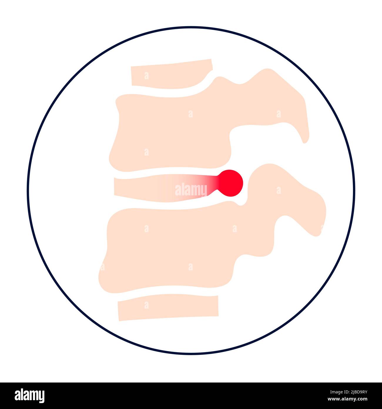 Intervertebral structure Cut Out Stock Images & Pictures - Alamy