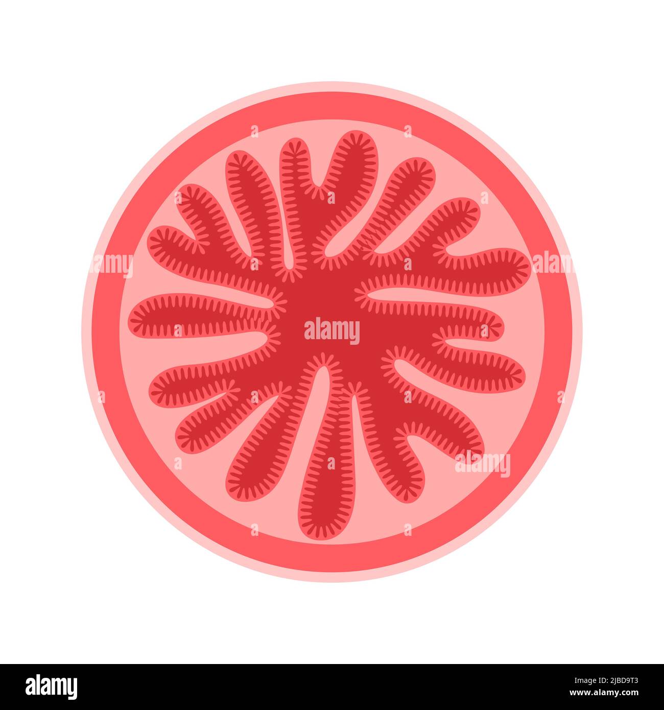 Small intestine anatomy, illustration Stock Photo - Alamy