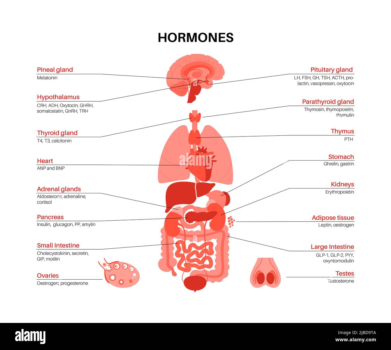 Human hormones, illustration Stock Photo - Alamy