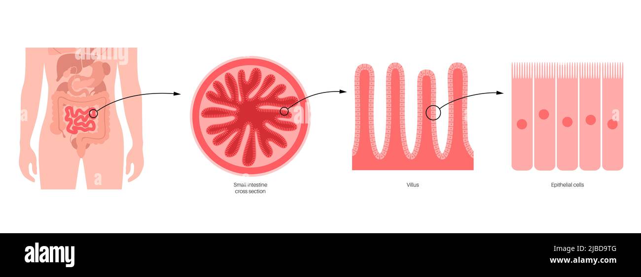 Structure small intestine Cut Out Stock Images & Pictures - Alamy