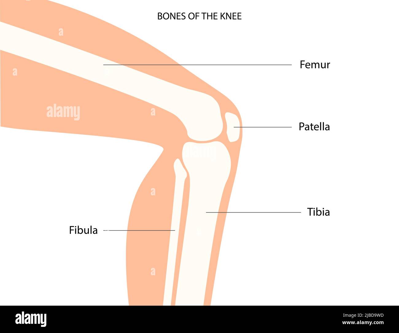 Knee anatomy, illustration Stock Photo - Alamy Knee anatomy, illustration Stock Photo - Alamy