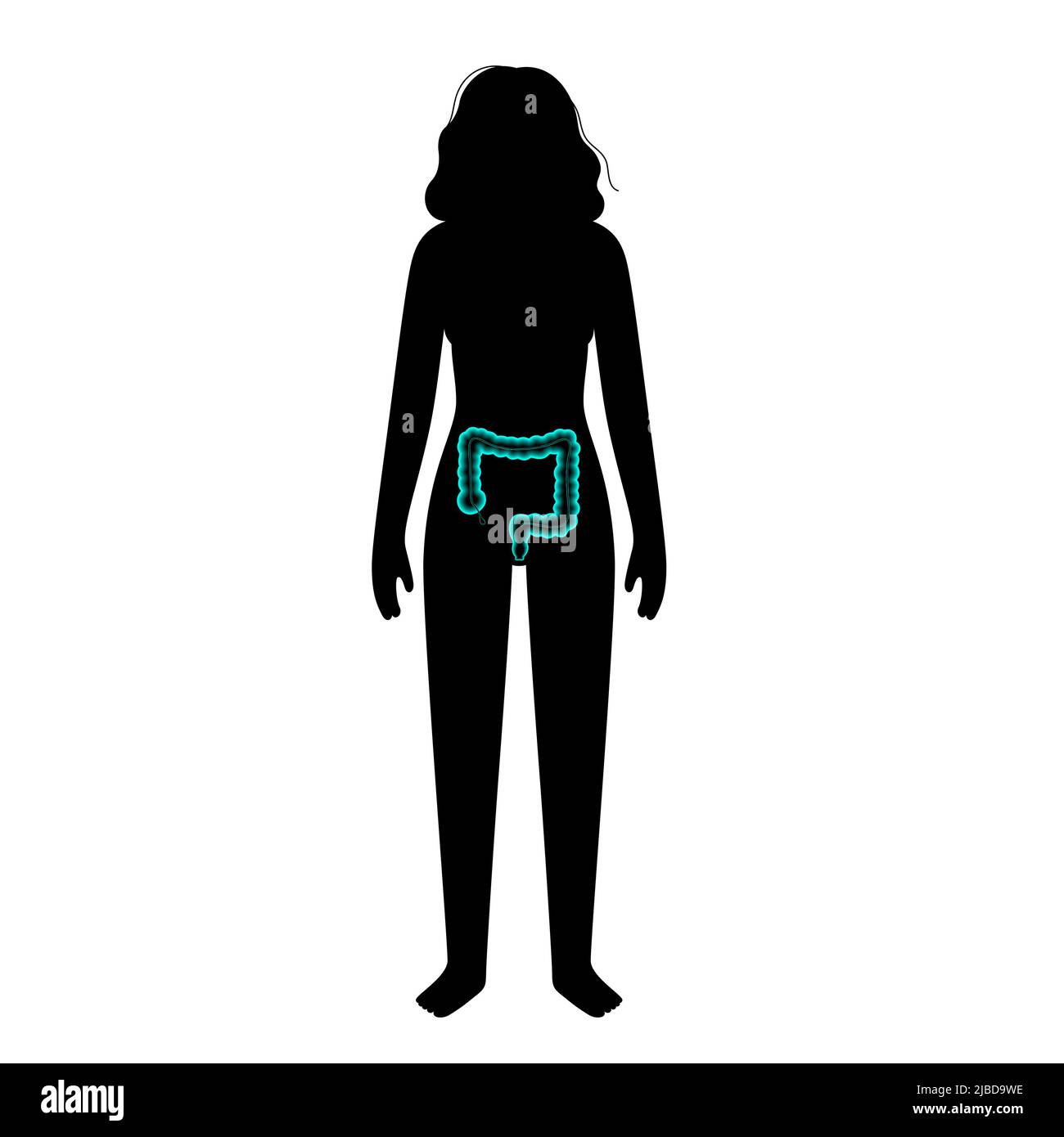 Large intestine diagram hi-res stock photography and images - Alamy