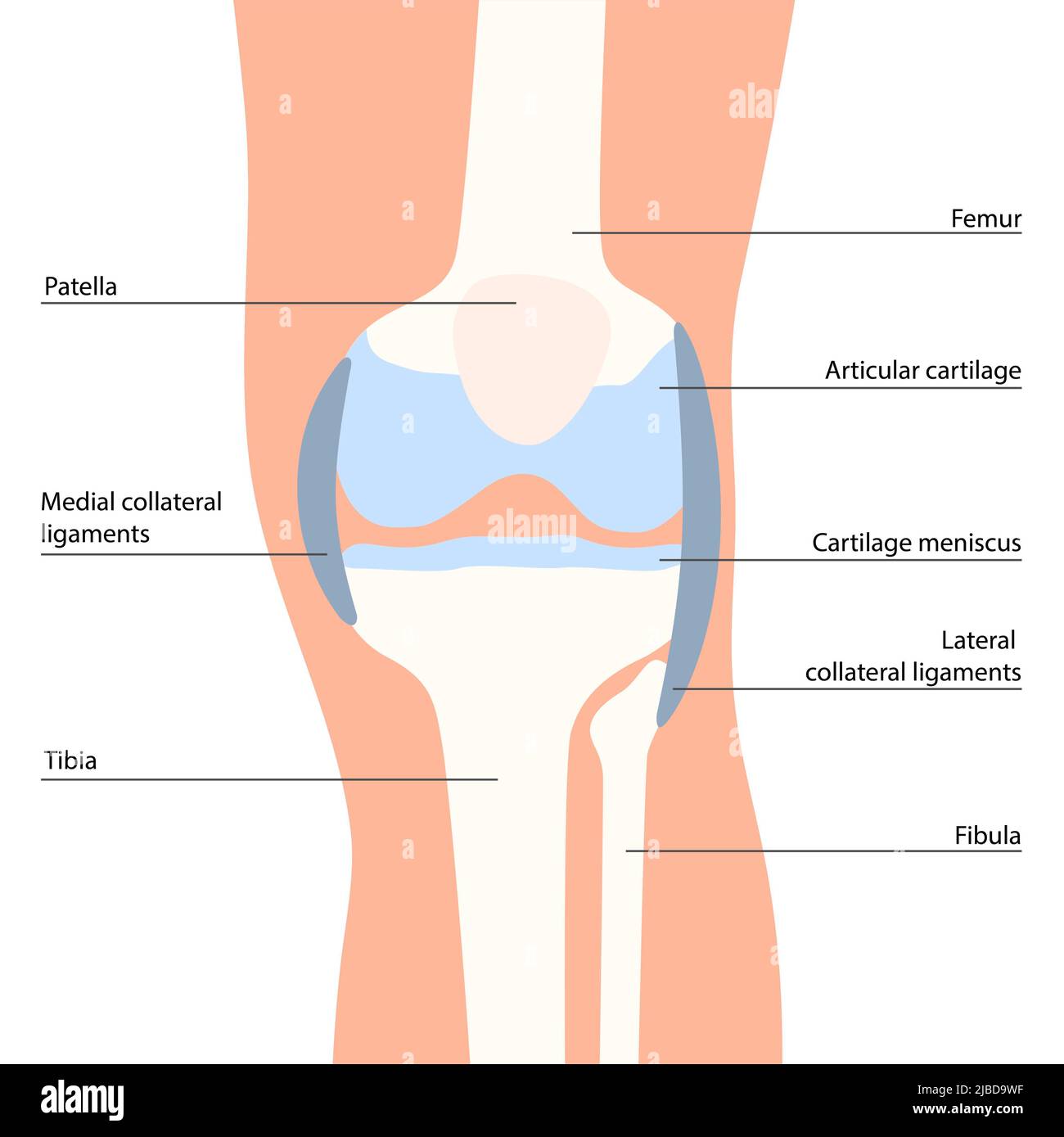 Knee anatomy, illustration Stock Photo - Alamy