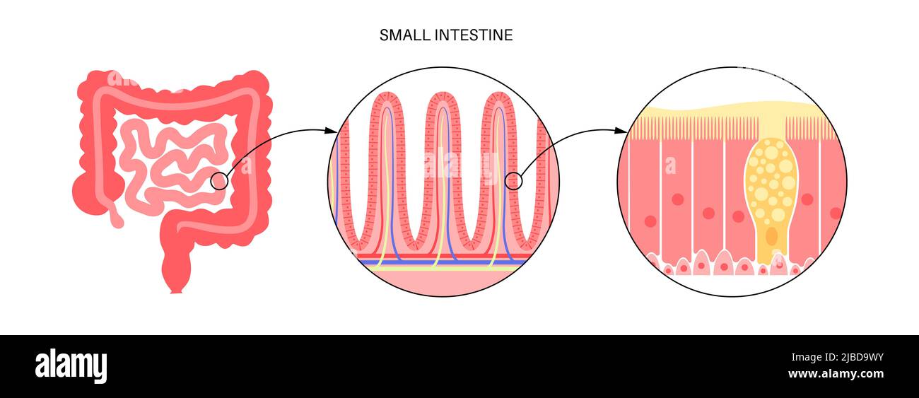 Intestinal villi anatomy, illustration Stock Photo - Alamy
