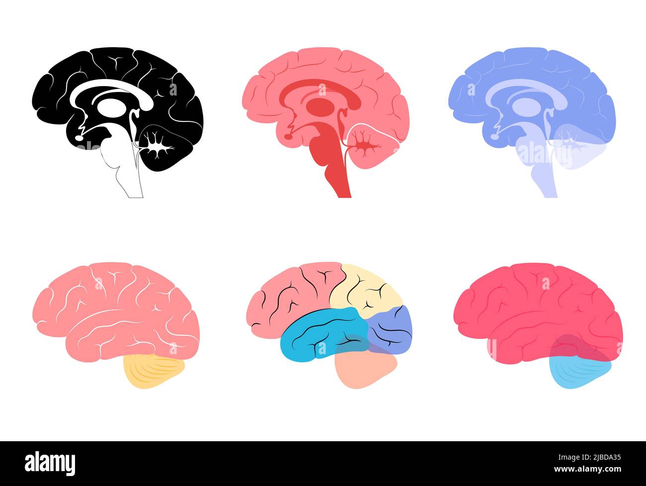 Human brains, illustration Stock Photo - Alamy