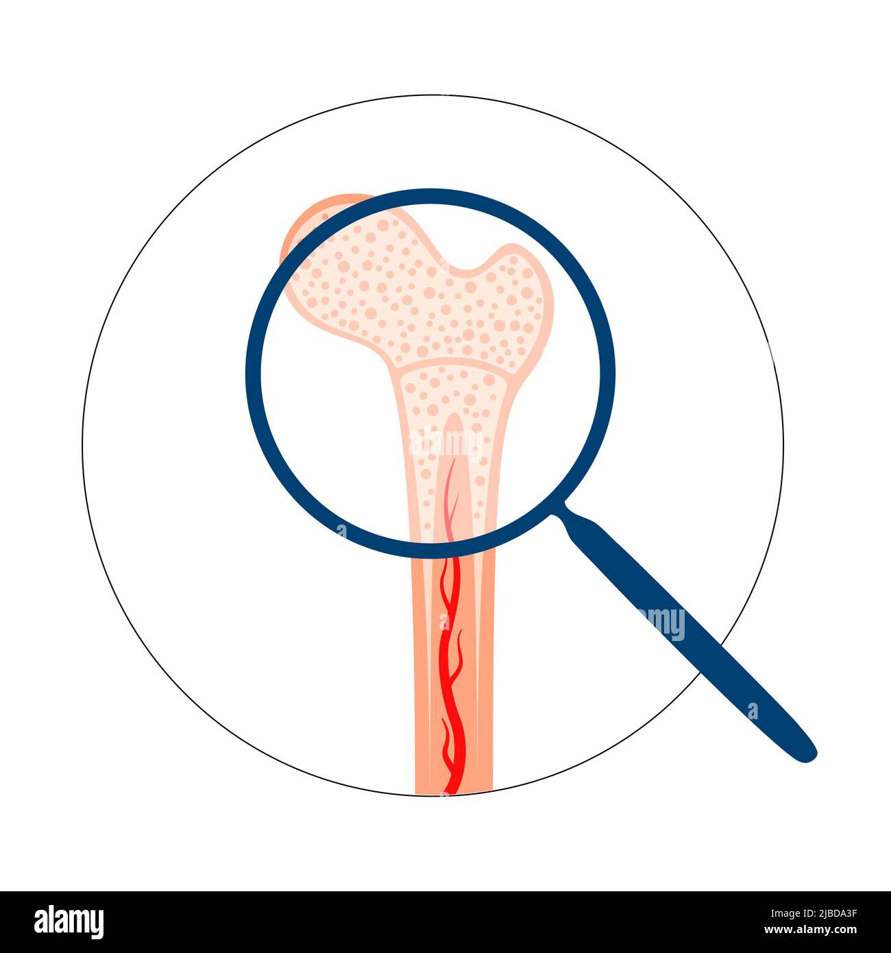 Human femur spongy bone hi-res stock photography and images - Alamy