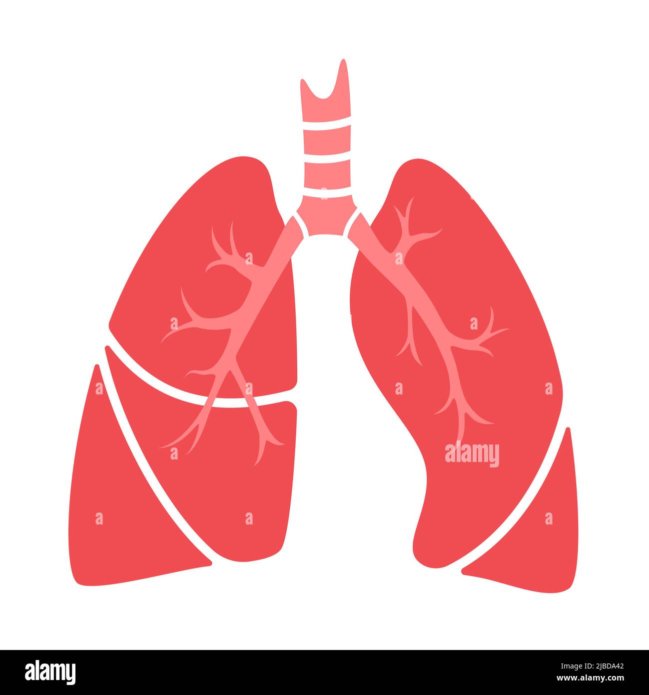Human lungs, illustration Stock Photo - Alamy