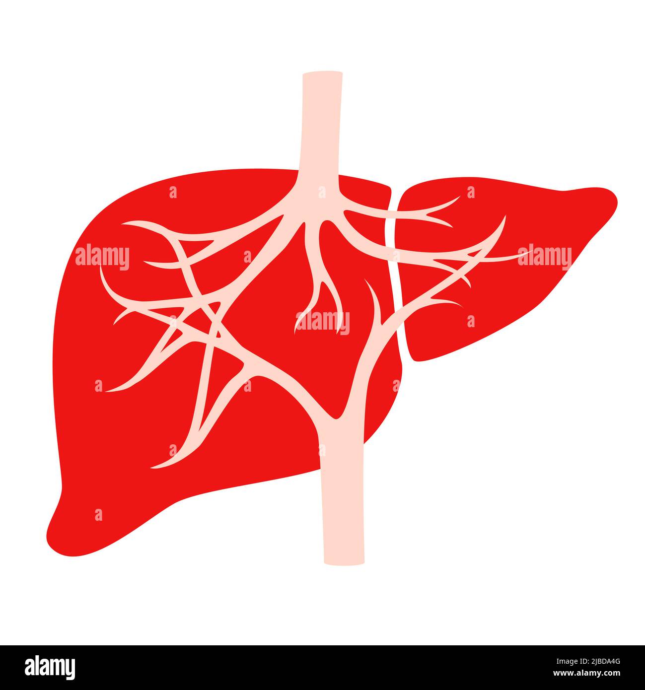 Human liver, illustration Stock Photo - Alamy