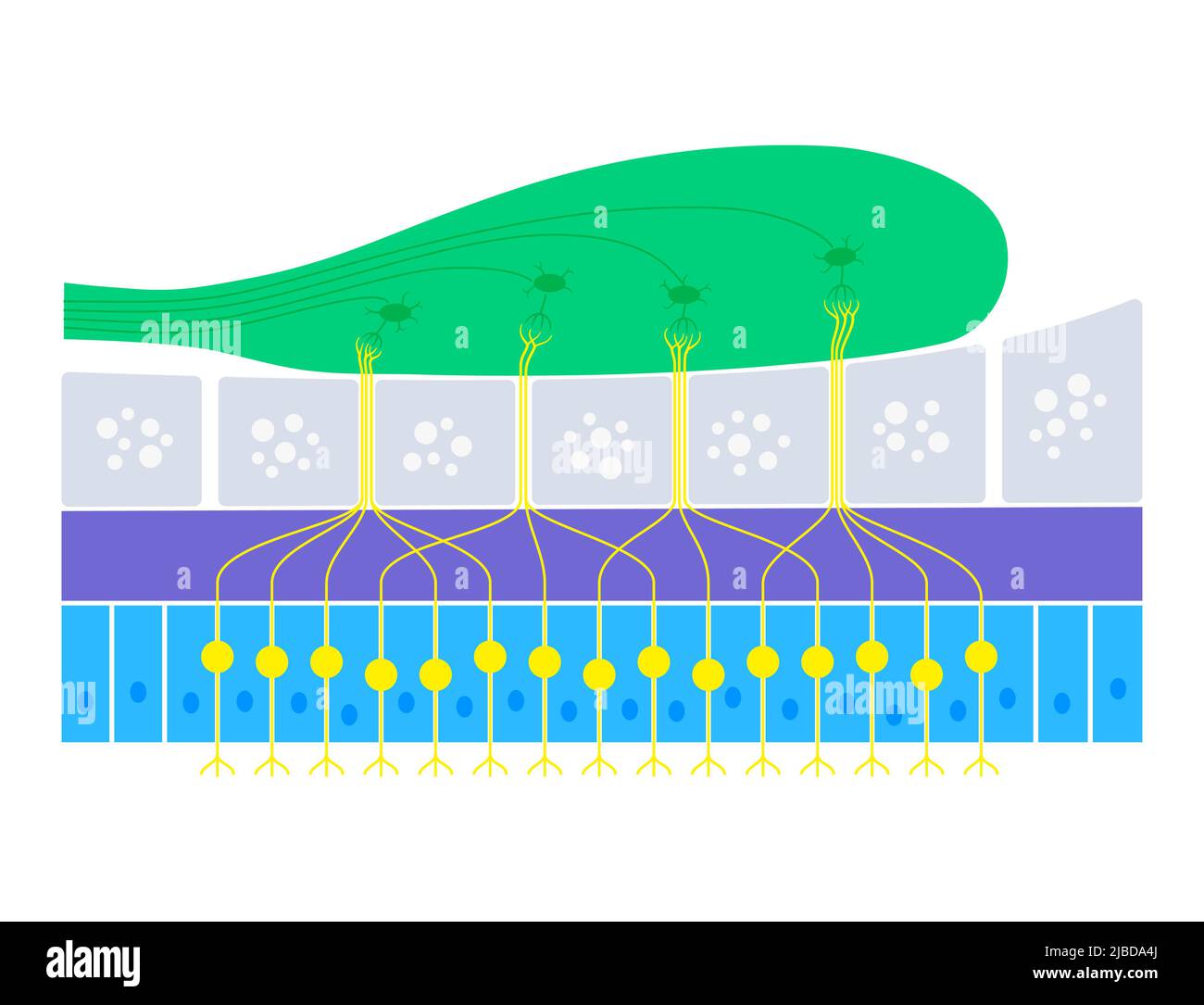 Olfactory system, illustration Stock Photo - Alamy