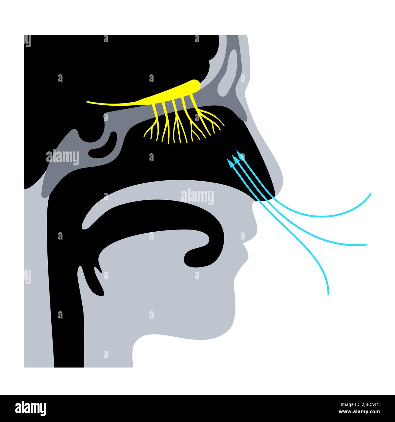 Olfactory system, illustration Stock Photo - Alamy
