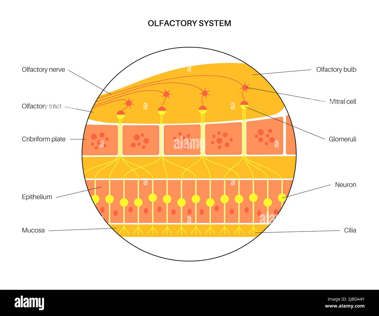 Olfactory system, illustration Stock Photo - Alamy