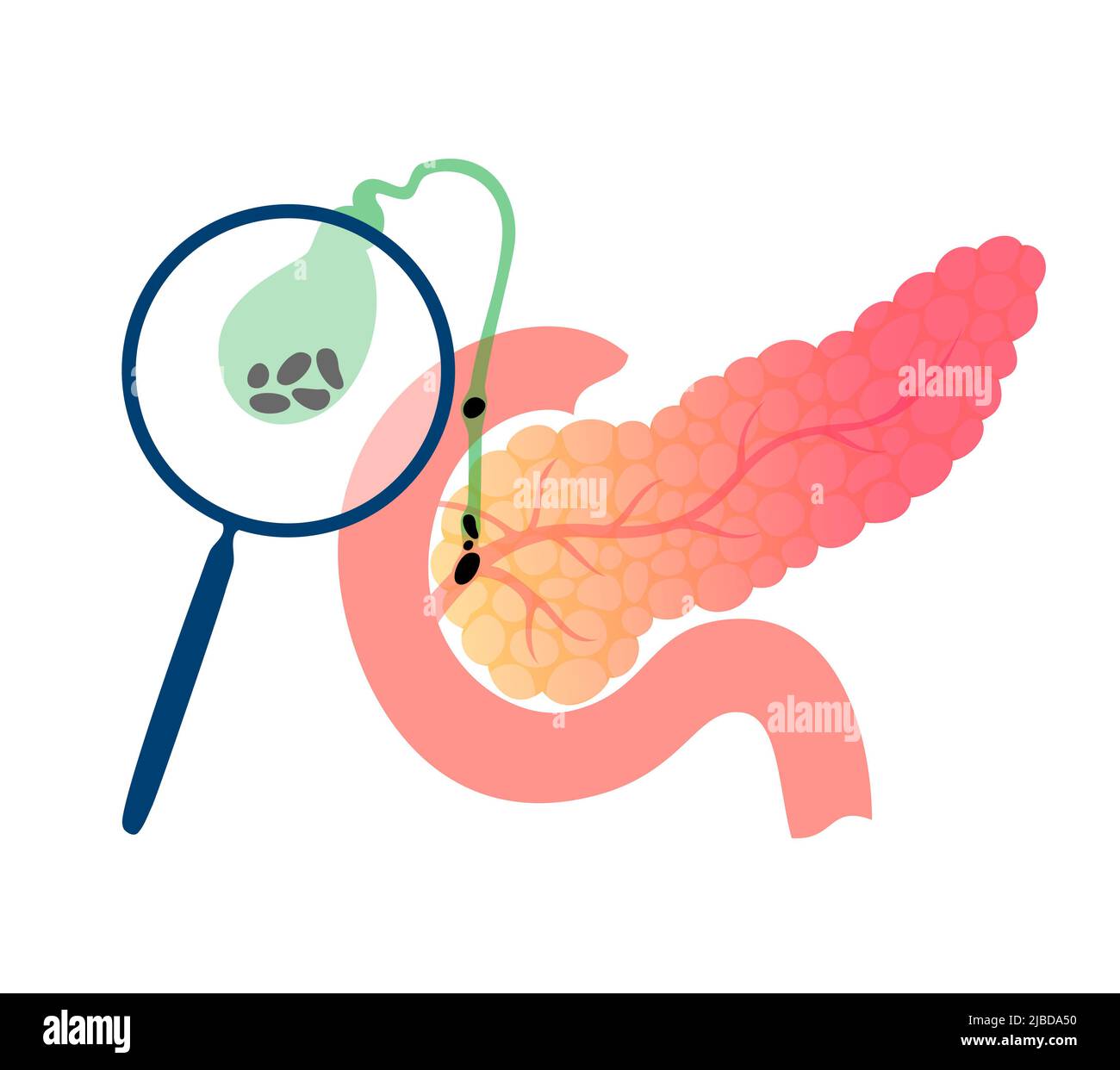 Gastrointestinal hormones hi-res stock photography and images - Alamy