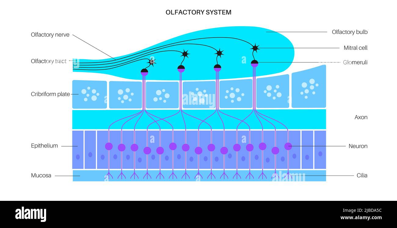 Olfactory receptor cell hi-res stock photography and images - Alamy