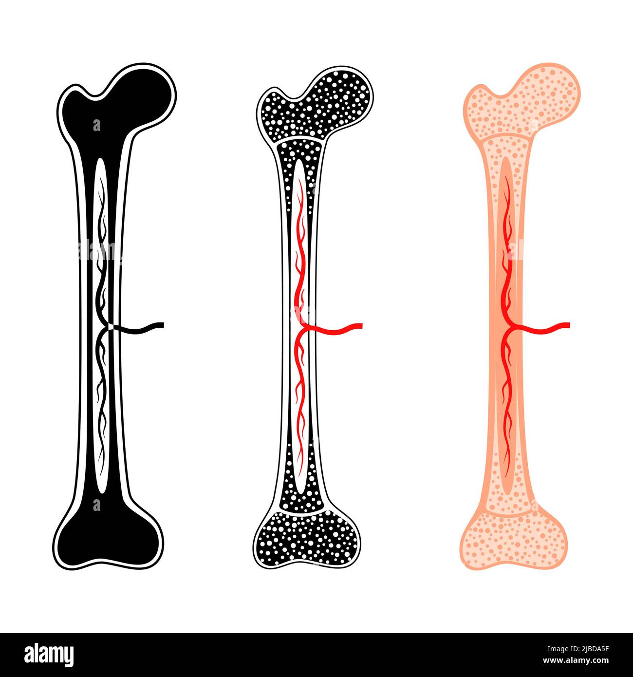 Human bones, illustration Stock Photo - Alamy