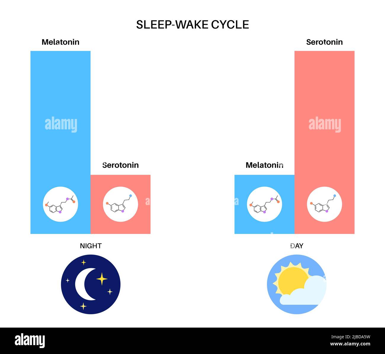 Sleep wake cycle, illustration Stock Photo - Alamy