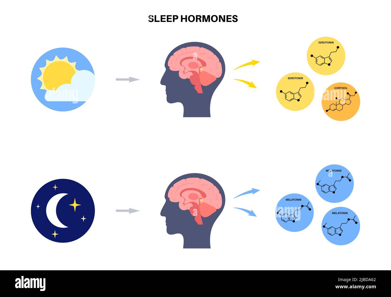 Sleep wake cycle, illustration Stock Photo - Alamy