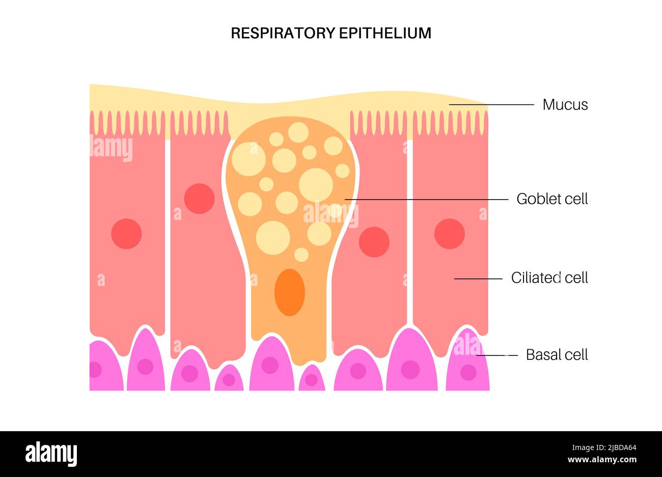 Nasal epithelium, illustration Stock Photo - Alamy