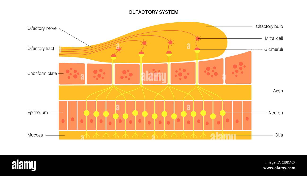 Olfactory system, illustration Stock Photo - Alamy