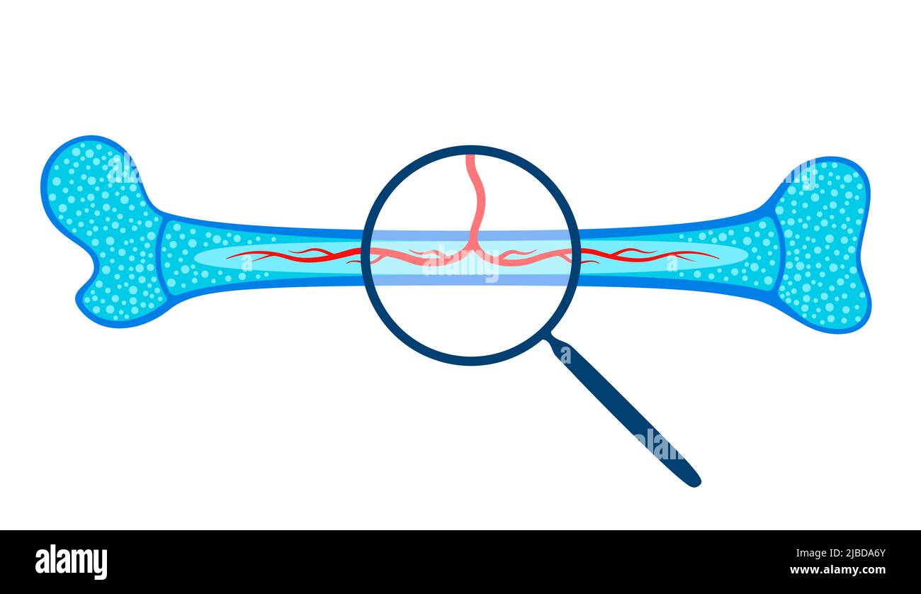 Metaphysis hi-res stock photography and images - Alamy