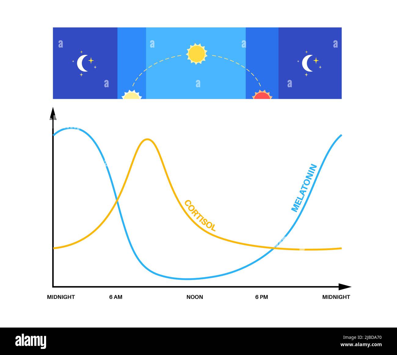 Sleep wake cycle, illustration Stock Photo - Alamy
