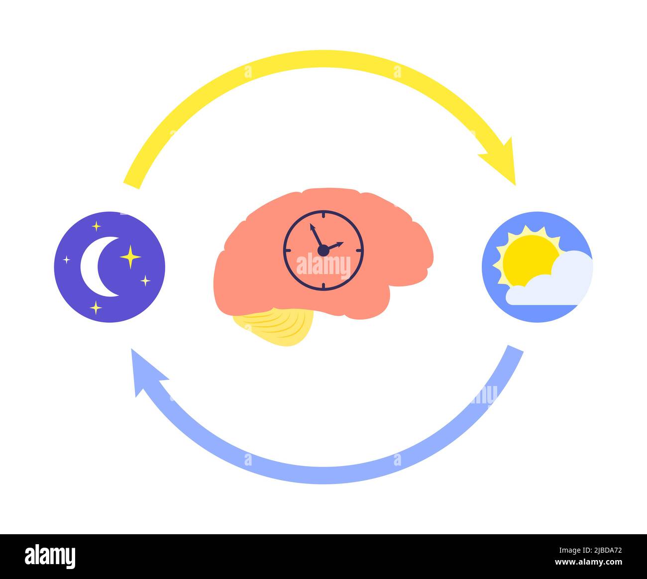 Sleep wake cycle, illustration Stock Photo - Alamy