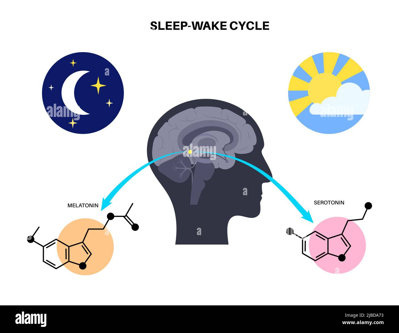 Sleep wake cycle, illustration Stock Photo - Alamy
