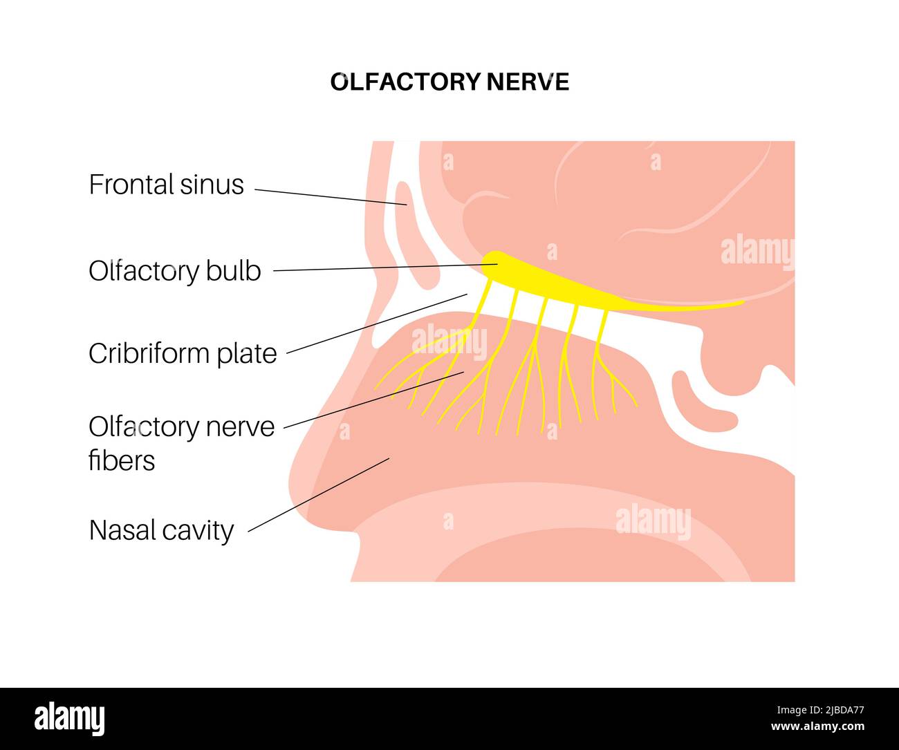 Human olfactory system hi-res stock photography and images - Alamy