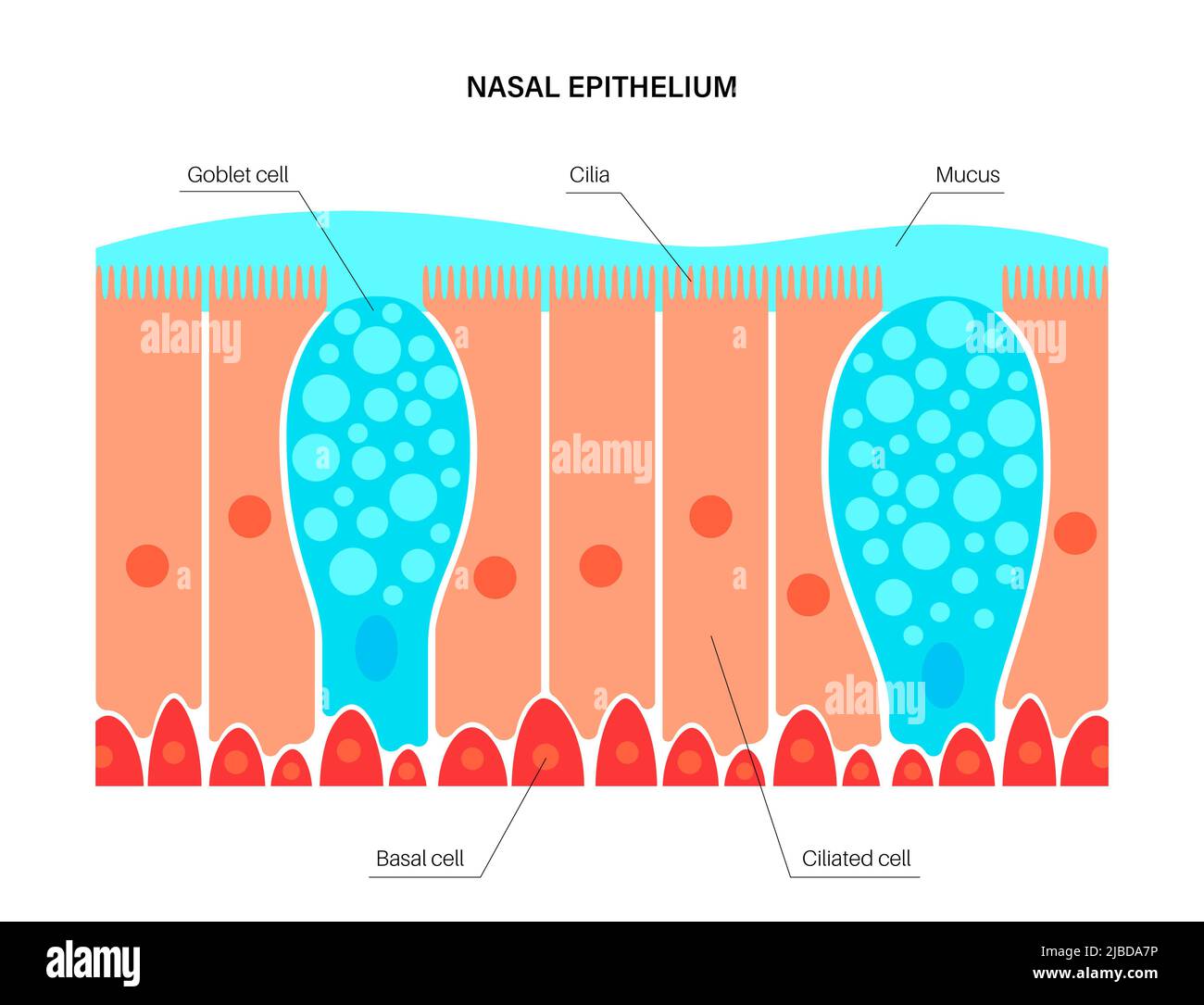 Nasal epithelium, illustration Stock Photo - Alamy