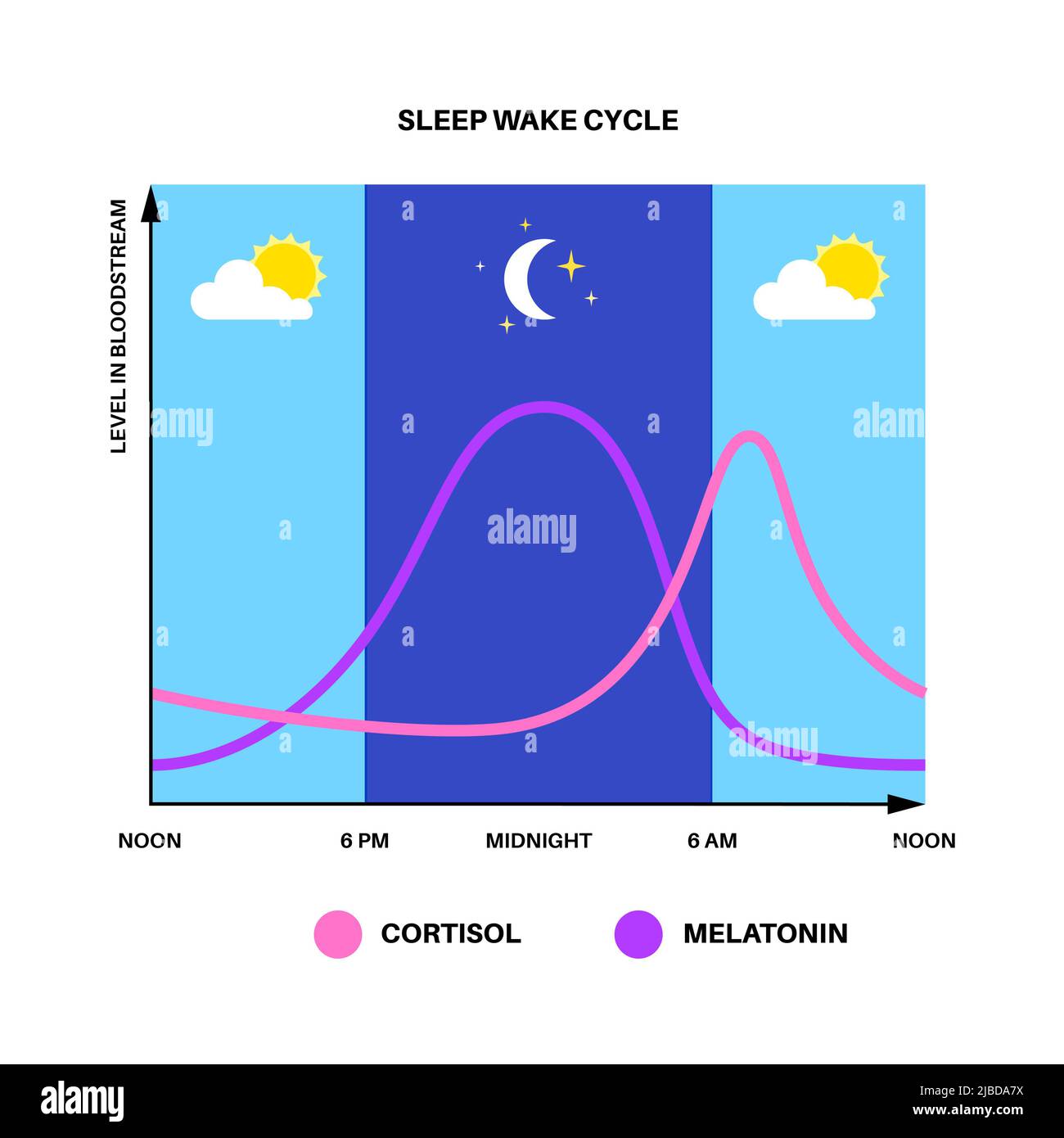 Sleep wake cycle, illustration Stock Photo - Alamy