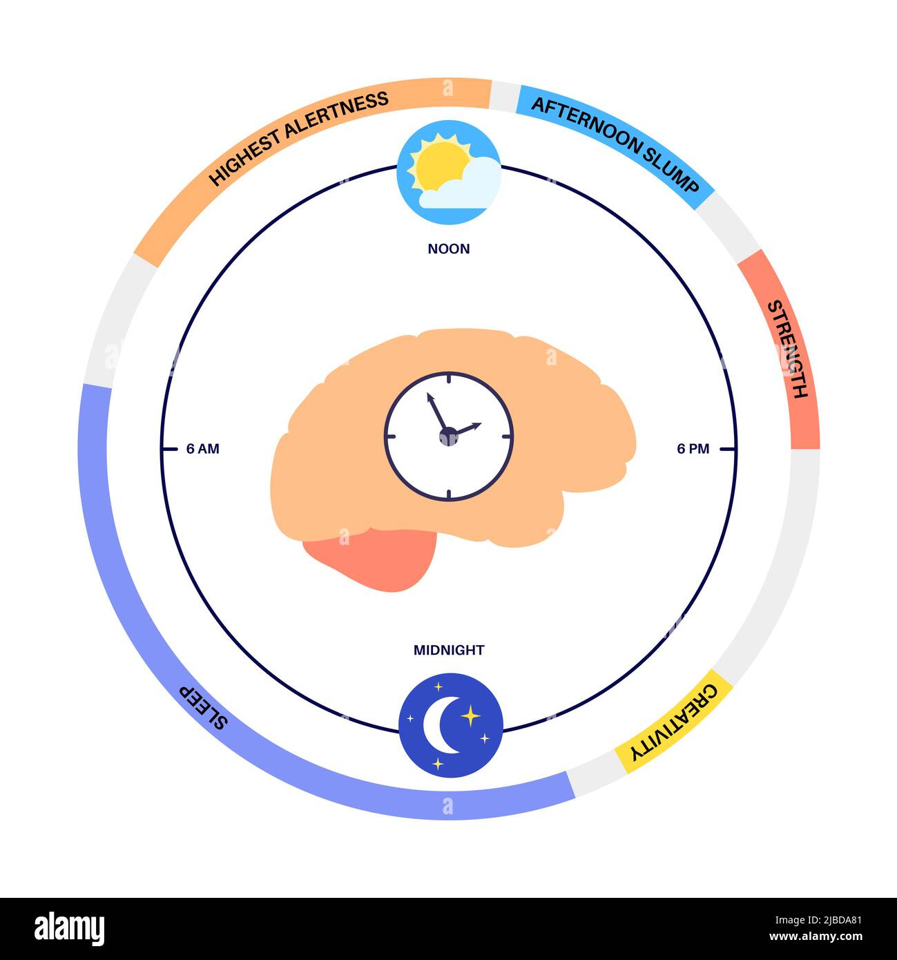 Sleep wake cycle, illustration Stock Photo - Alamy