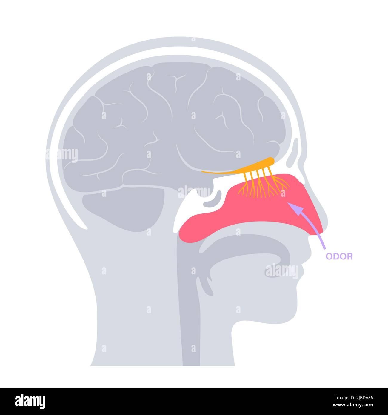 Olfactory bulb nasal cavity hi-res stock photography and images - Alamy