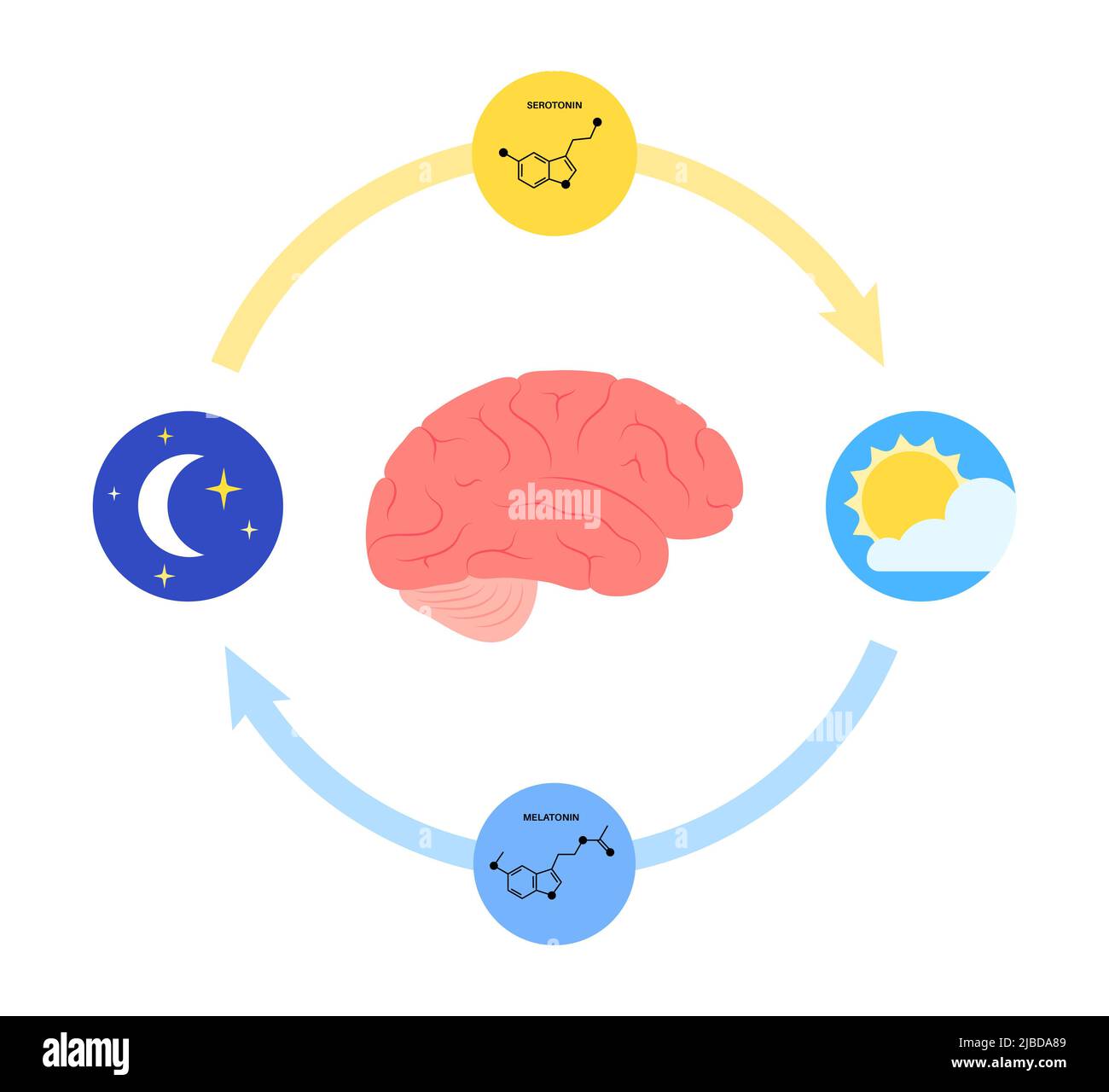 Sleep wake cycle, illustration Stock Photo - Alamy