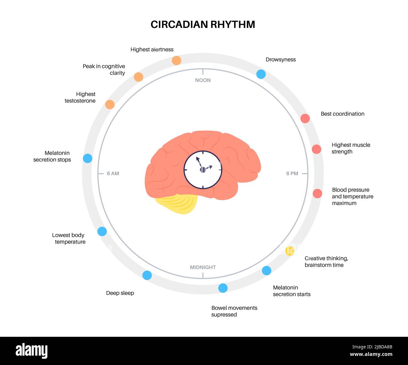 Sleep wake cycle, illustration Stock Photo - Alamy