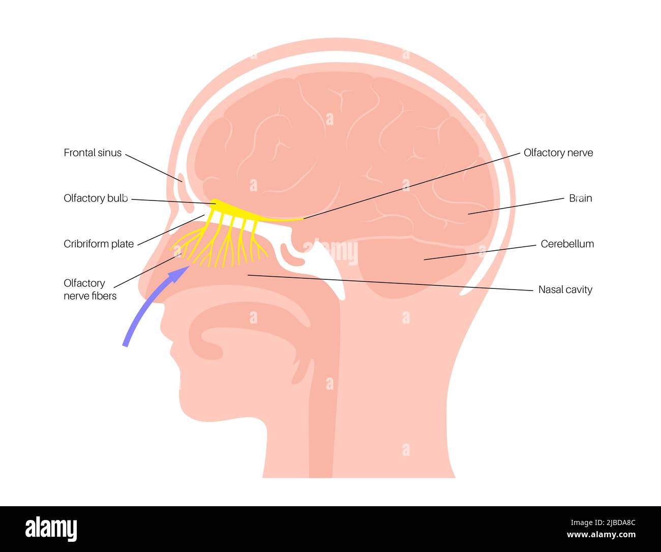 Olfactory system, illustration Stock Photo - Alamy