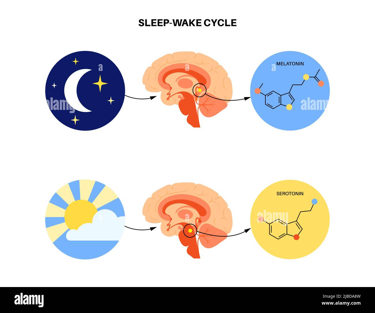 Sleep wake cycle, illustration Stock Photo - Alamy