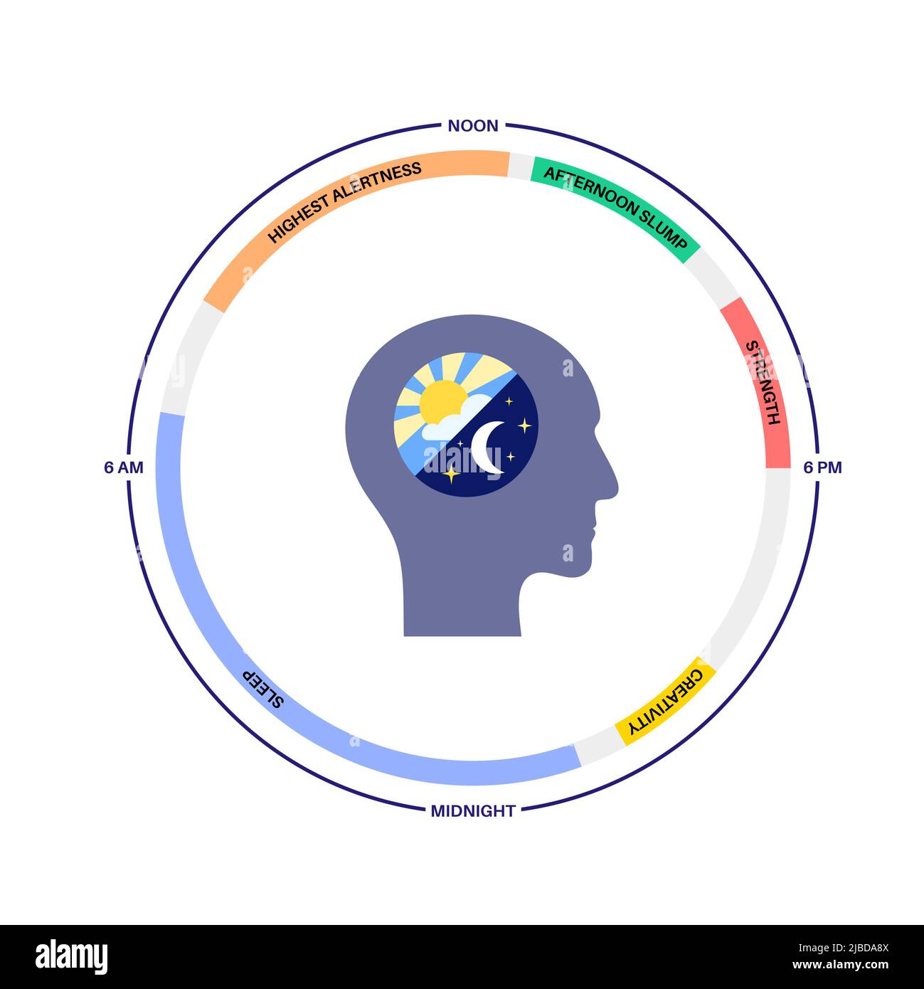 Sleep wake cycle, illustration Stock Photo - Alamy