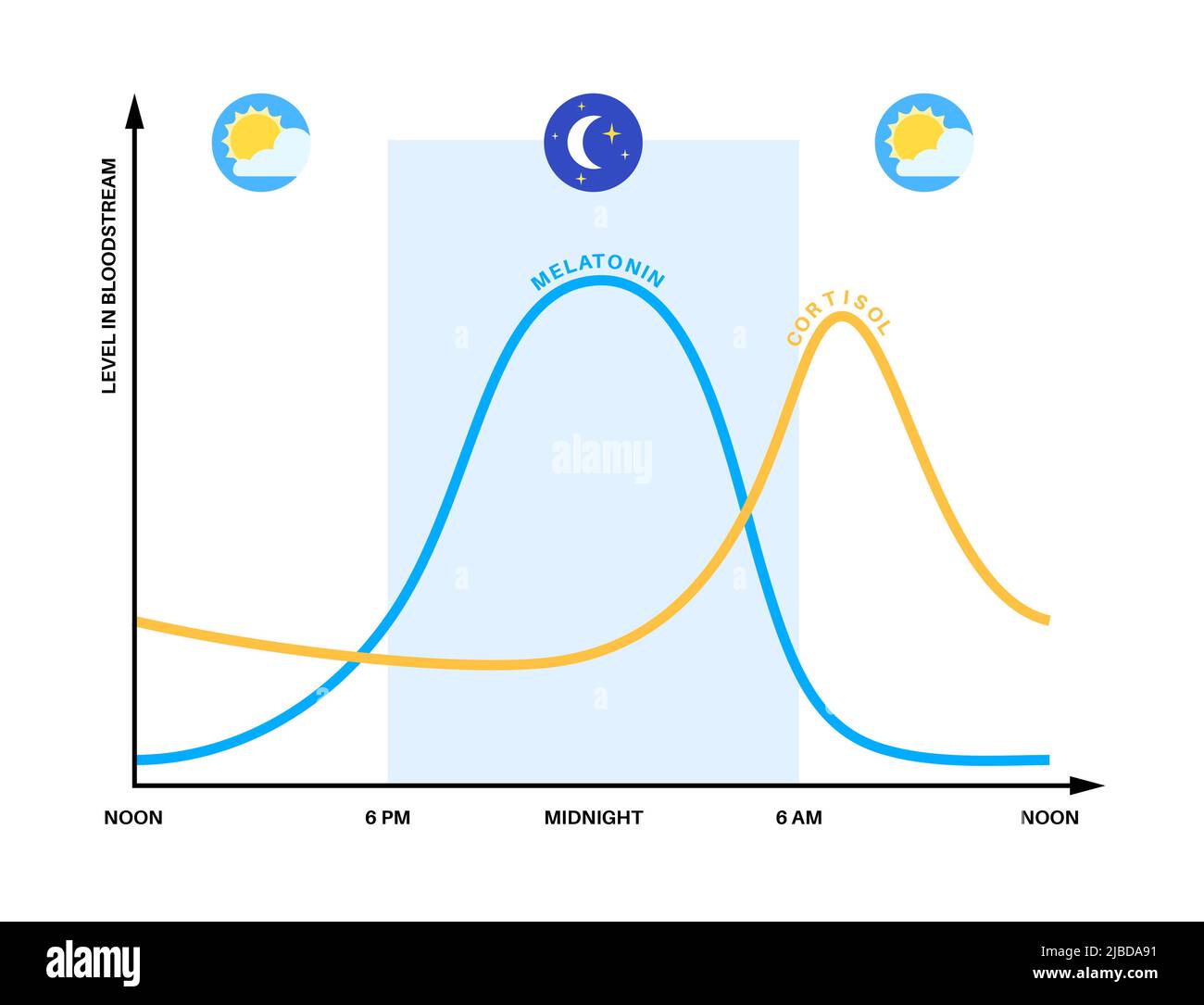 Sleep wake cycle, illustration Stock Photo - Alamy