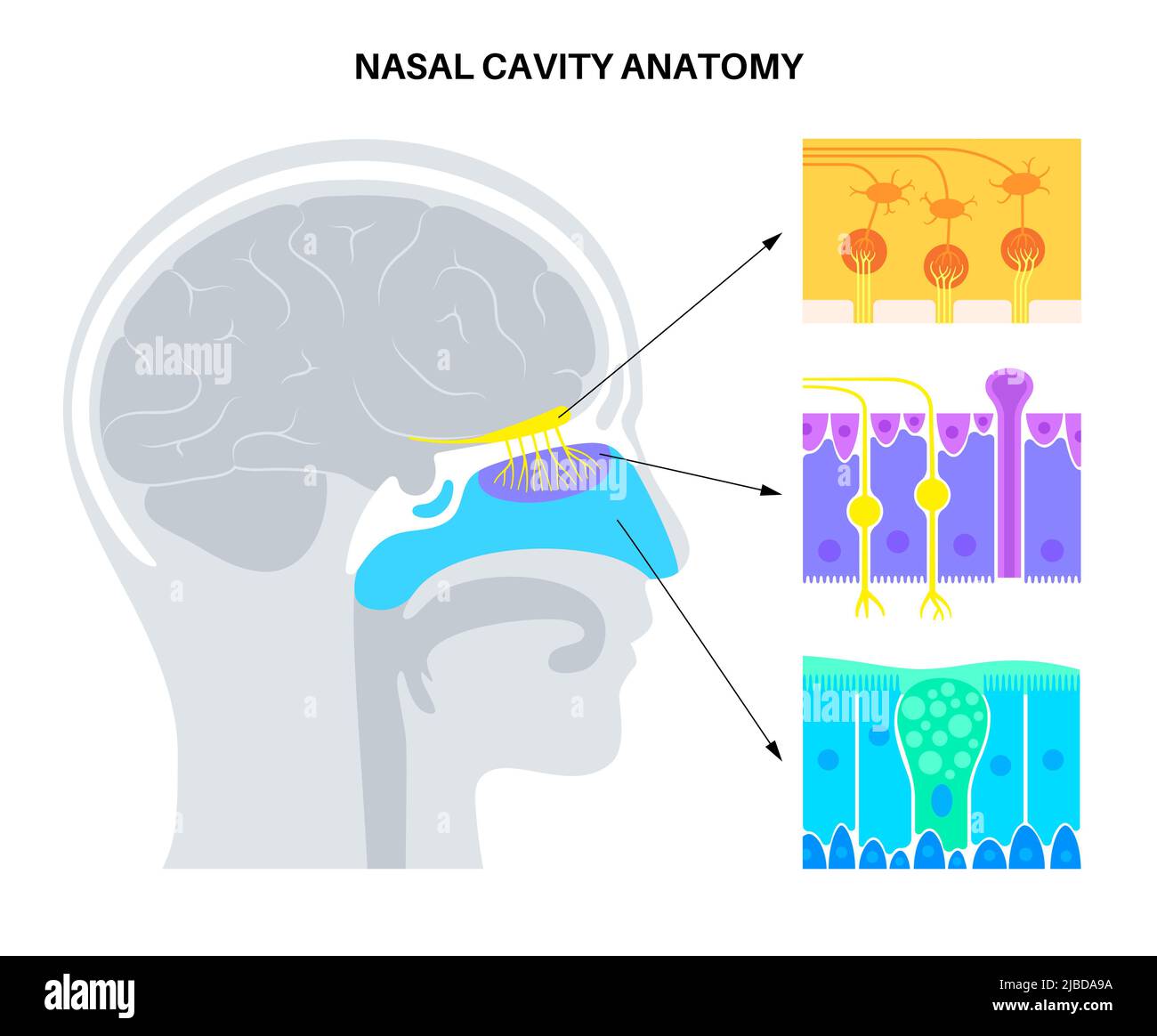 Nasal cavity anatomy, illustration Stock Photo - Alamy