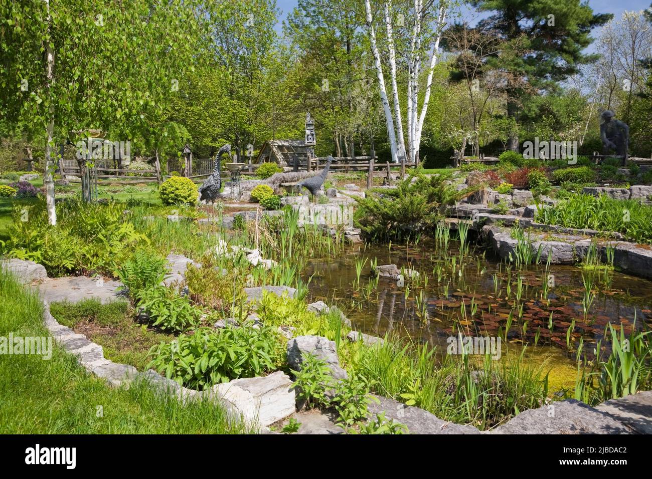 Pond with Typha latifolia - Common Cattails bordered by mixed plants ...