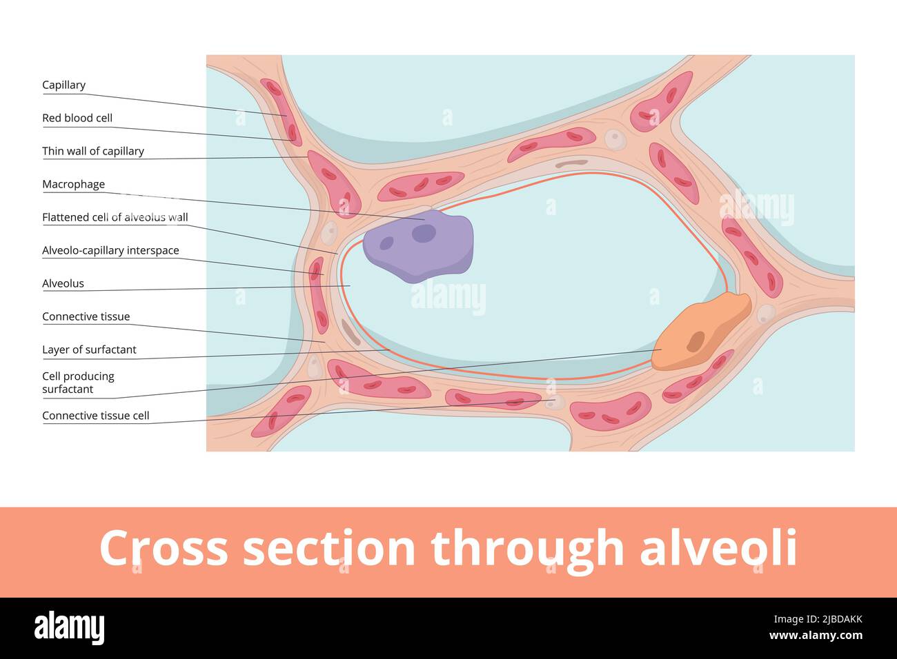 Alveoli in cross-section showing basic structural entities: cappilaries ...
