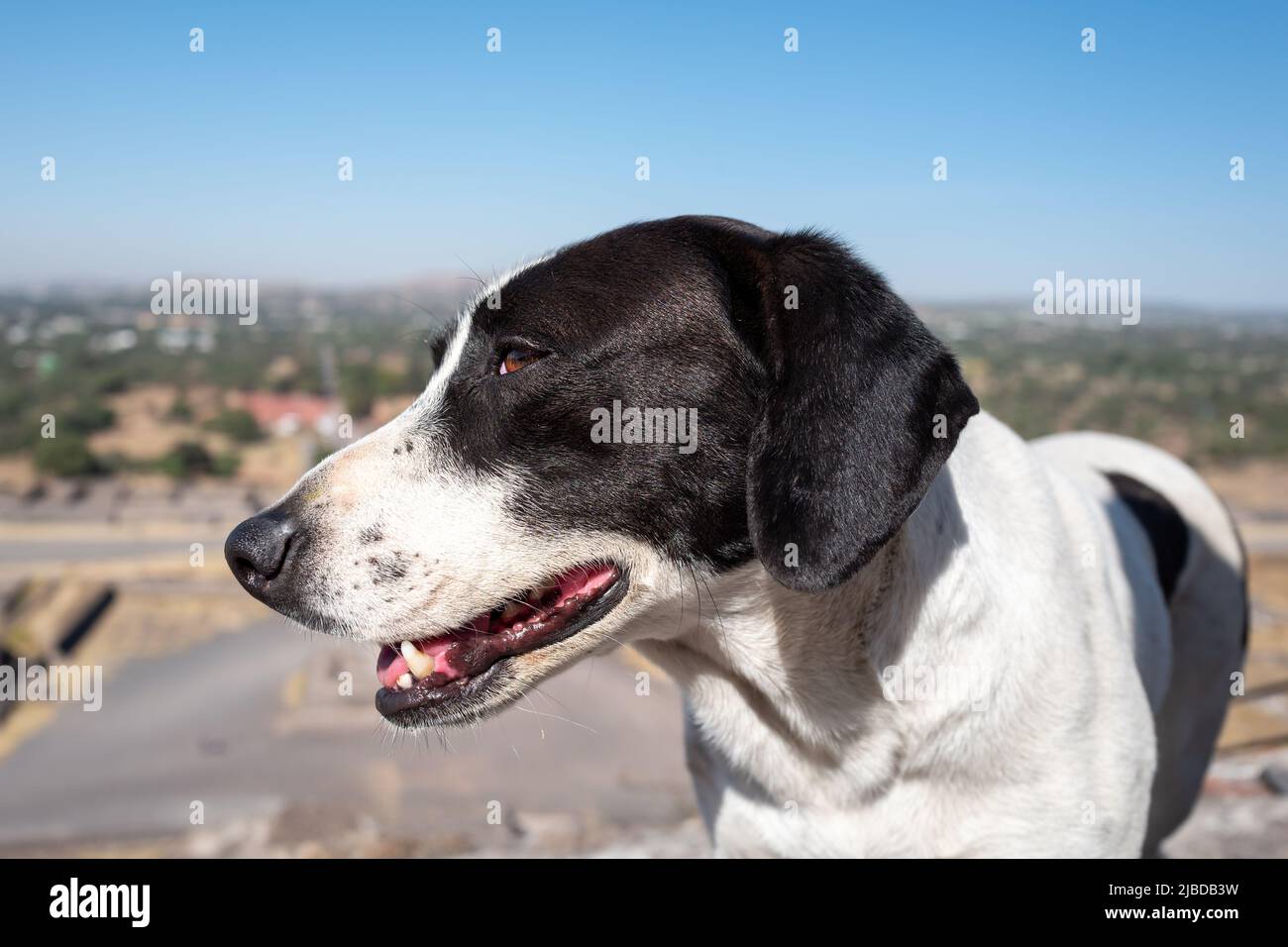 Mexico City, January 22nd 2019: A stray dog on the Pyramid of the Sun ...