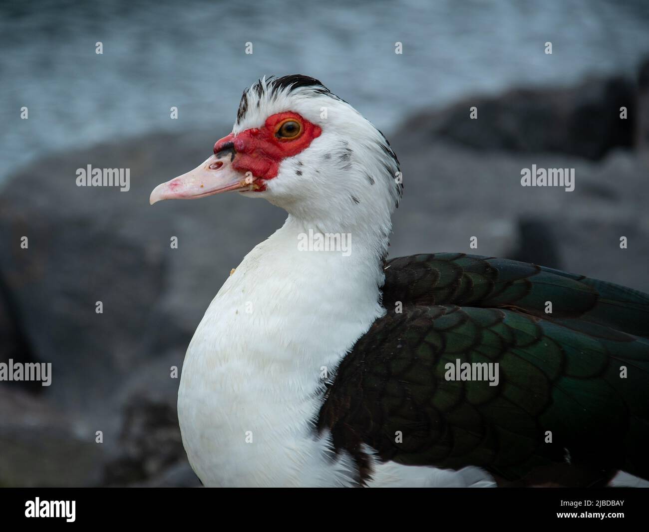 A portrait of a Muscovy Duck Stock Photo - Alamy