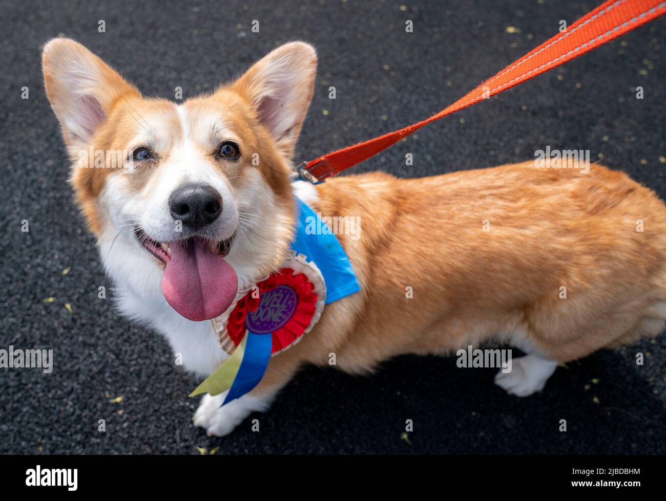 Winnie in the parade ring after taking part in the first ever Corgi ...